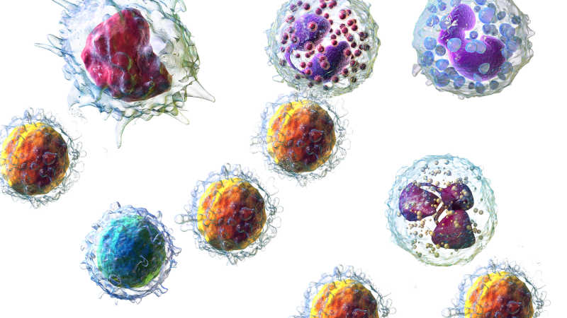 Lym nedir kan tahlili Lym düşüklüğü neden olur, Lyme hastalığı, Ly nedir.