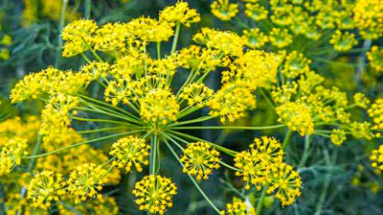 Çakşır Otu İbrahim Saraçoğlu Çakşır Otu Nasıl Kullanılır Faydaları Fiyatı