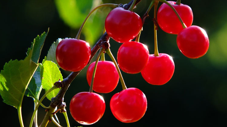 Vişne ve Vişne Suyu Kaç Kalori Zayıflatır mı Kilo Yapar mı