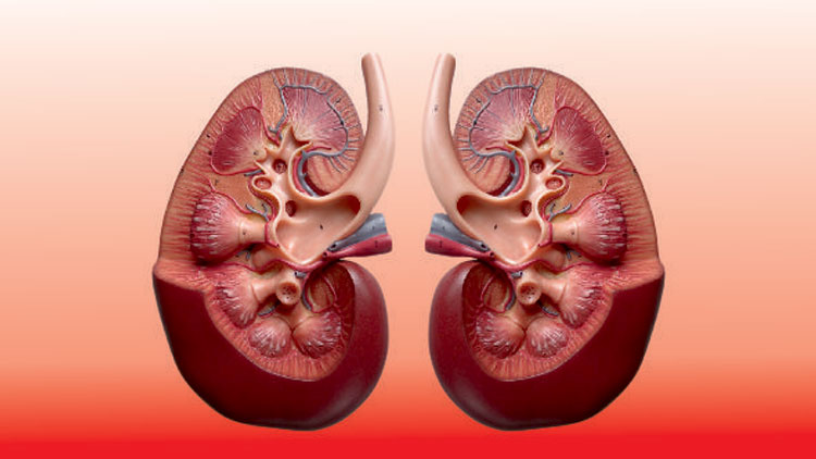 Nefropati Nedir Belirtileri Nedenleri ve Tedavisi - Selmasultan