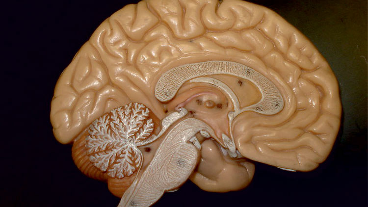 Corpus Callosum Nedir Ne İşe Yarar Görevleri Nelerdir? - Selmasultan